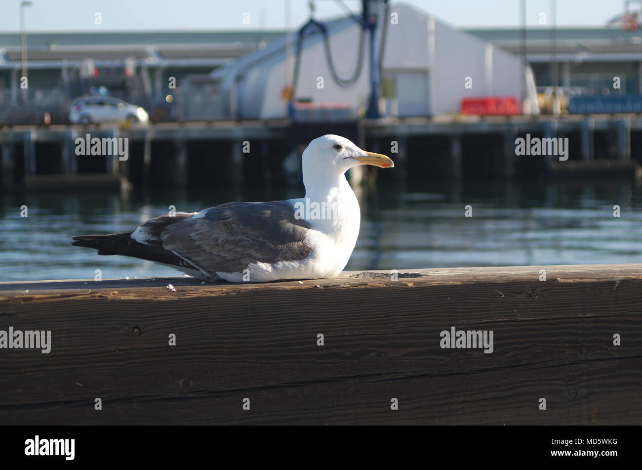 Seated seagull on a pier Stock Photo - Alamy