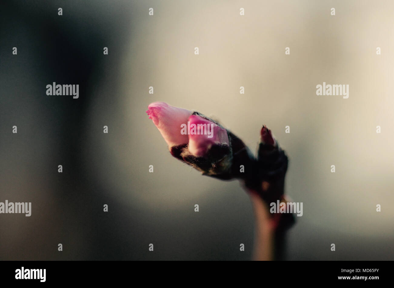 Cold spring Morning in Europe with a Cherry ore Rose bud waiting for ...