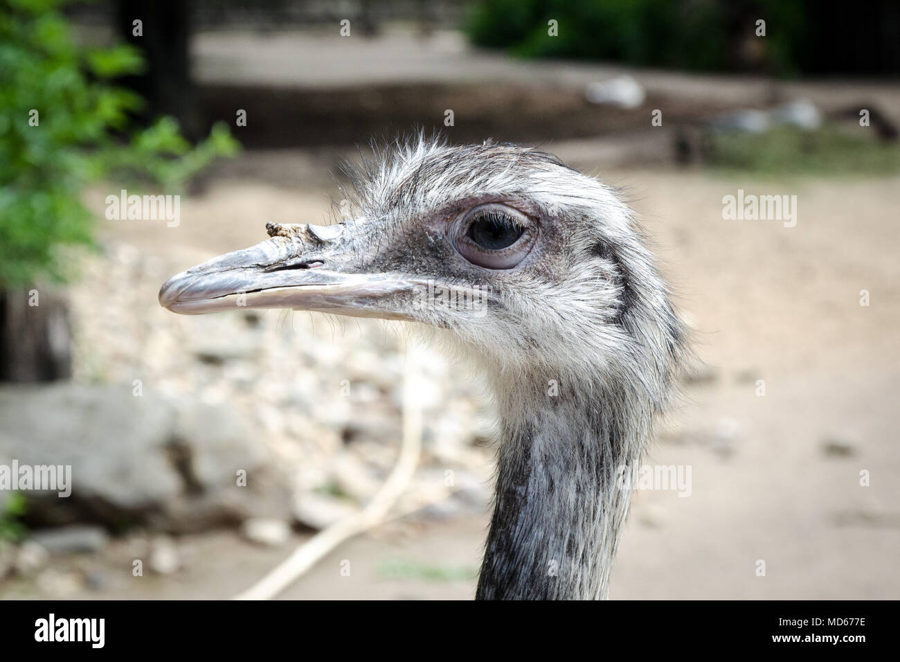 Ostrich head in close hi-res stock photography and images - Alamy
