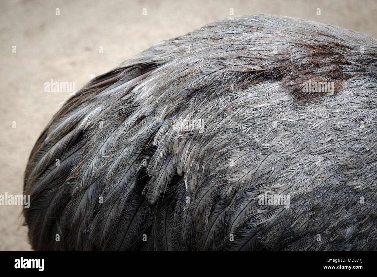 feathers of an ostrich Stock Photo - Alamy