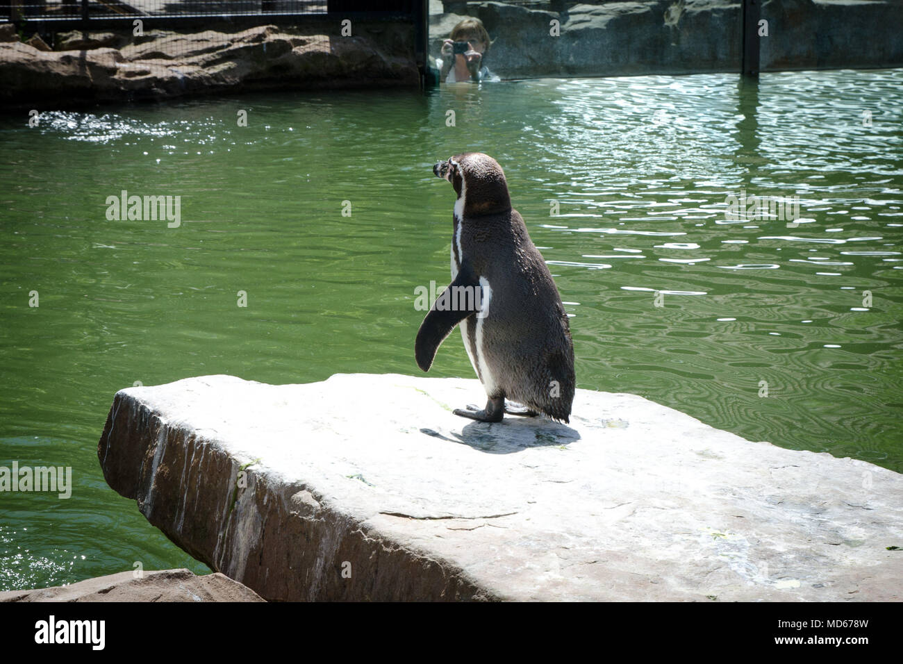 penguin in the zoo Stock Photo - Alamy