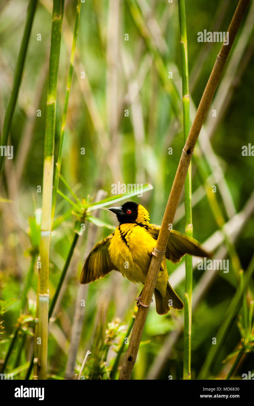 African weaver hi-res stock photography and images - Alamy