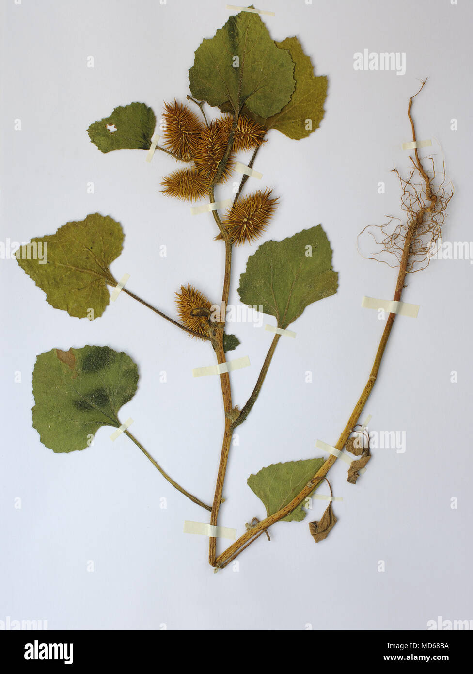 Cocklebur hi-res stock photography and images - Alamy