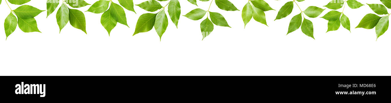 Natural border of branches of maple with green leaves, isolated on ...