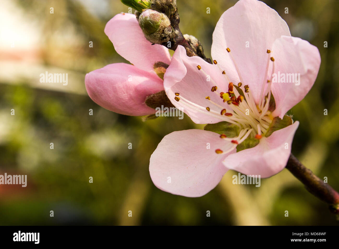 Spring photo shoot hi-res stock photography and images - Alamy
