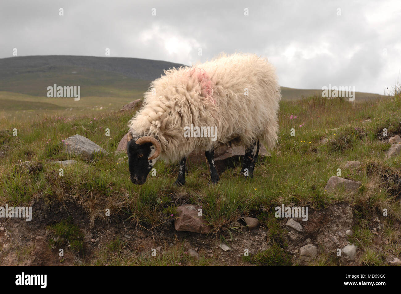 A lone sheep in rocky field with green grass and grey sky Stock Photo ...
