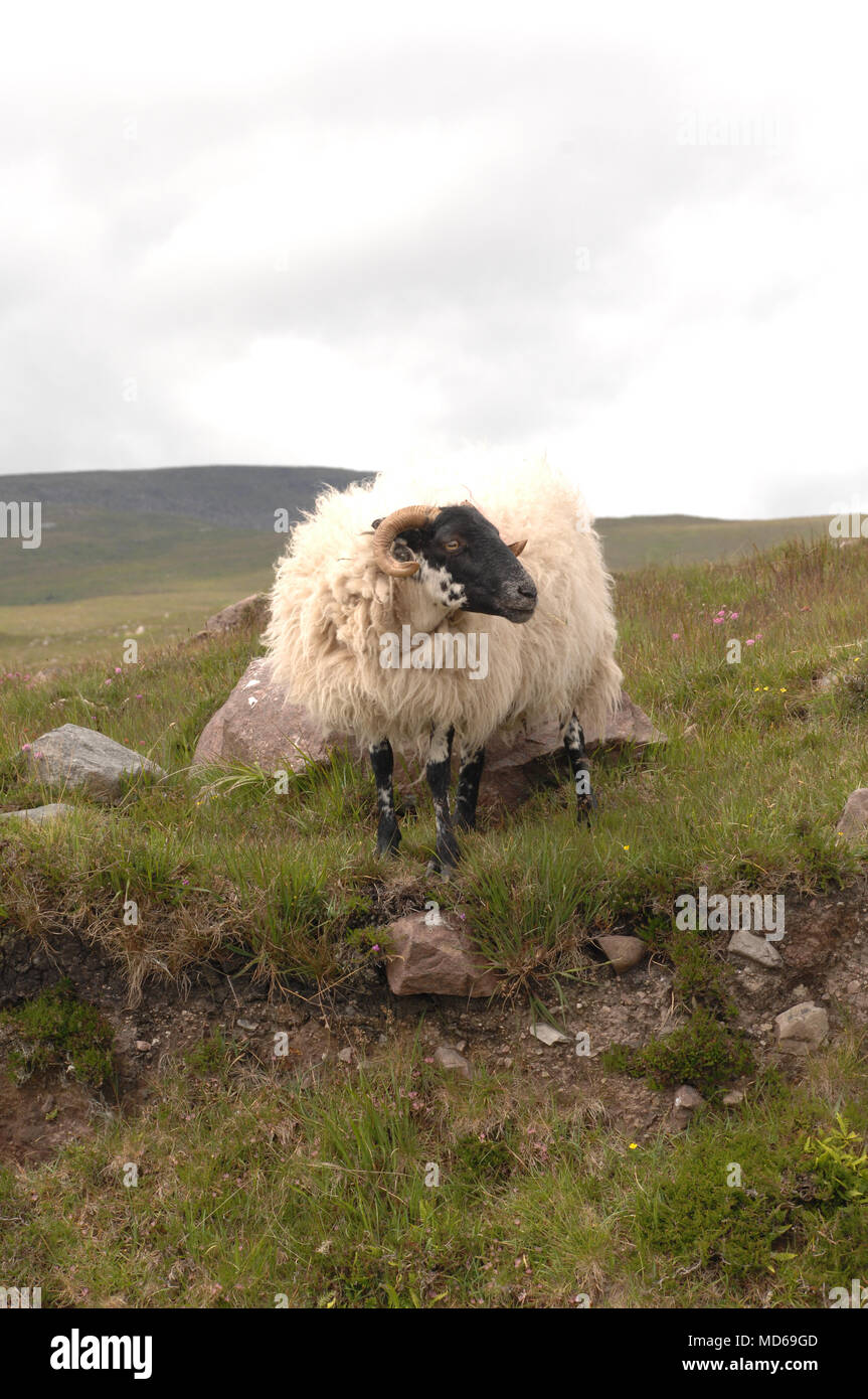 Ireland sheep field hi-res stock photography and images - Alamy