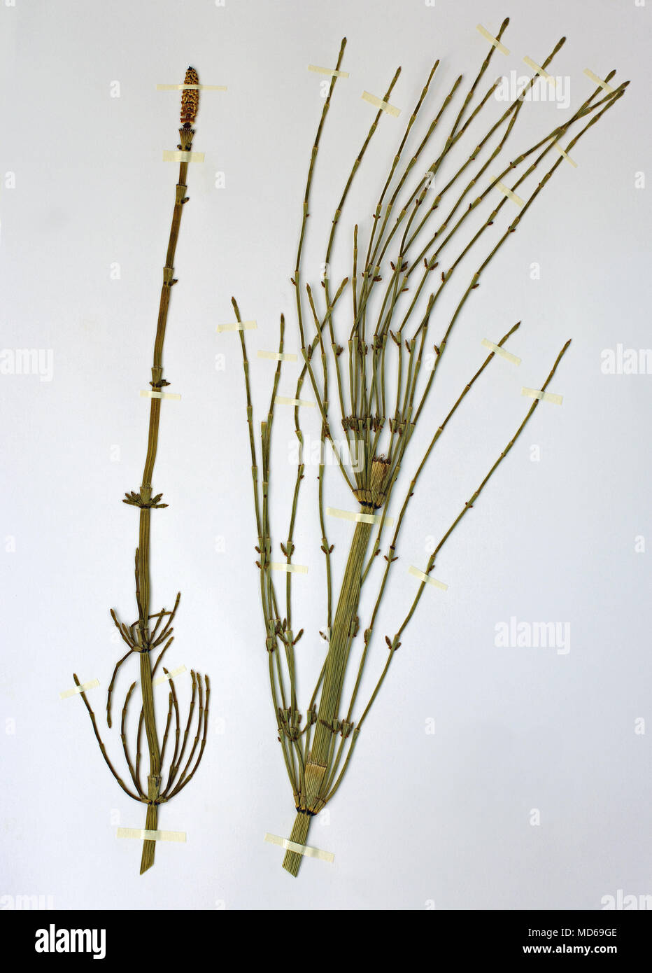 Herbarium sheet with Equisetum ramosissimum, the Branched horsetail ...