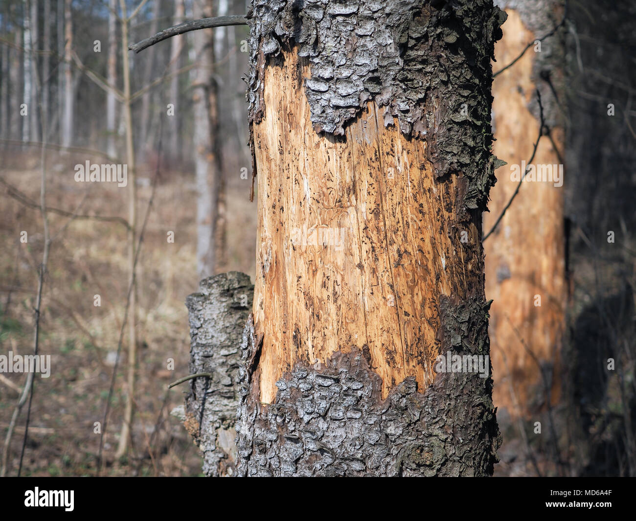 Trunk of pine tree with peeled bark Stock Photo - Alamy