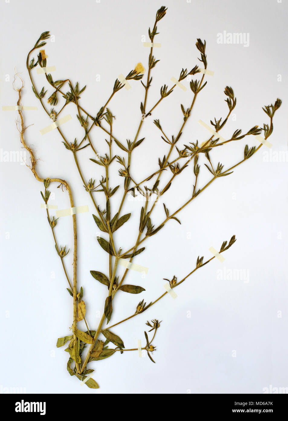 a Herbarium sheet with Linum marittimum, Flax, family Linaceae Stock ...