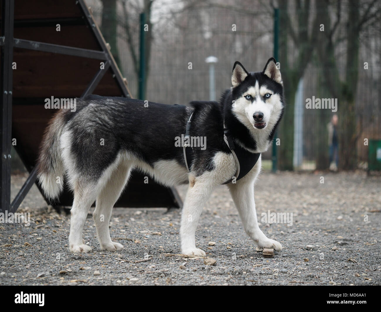 Dog breed husky. A portrait of the animal Stock Photo - Alamy