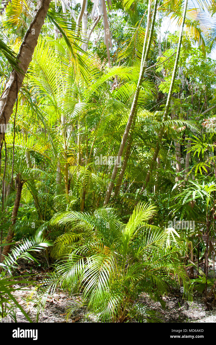 Real Jungle Background