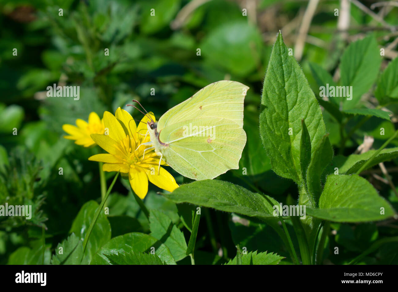 Common Brimstone Butterfly (Gonepteryx rhamni Stock Photo - Alamy