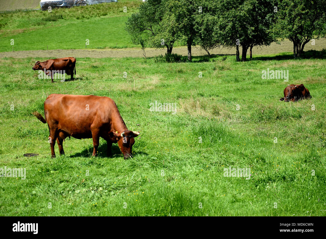 Pasture meadow hi-res stock photography and images - Alamy
