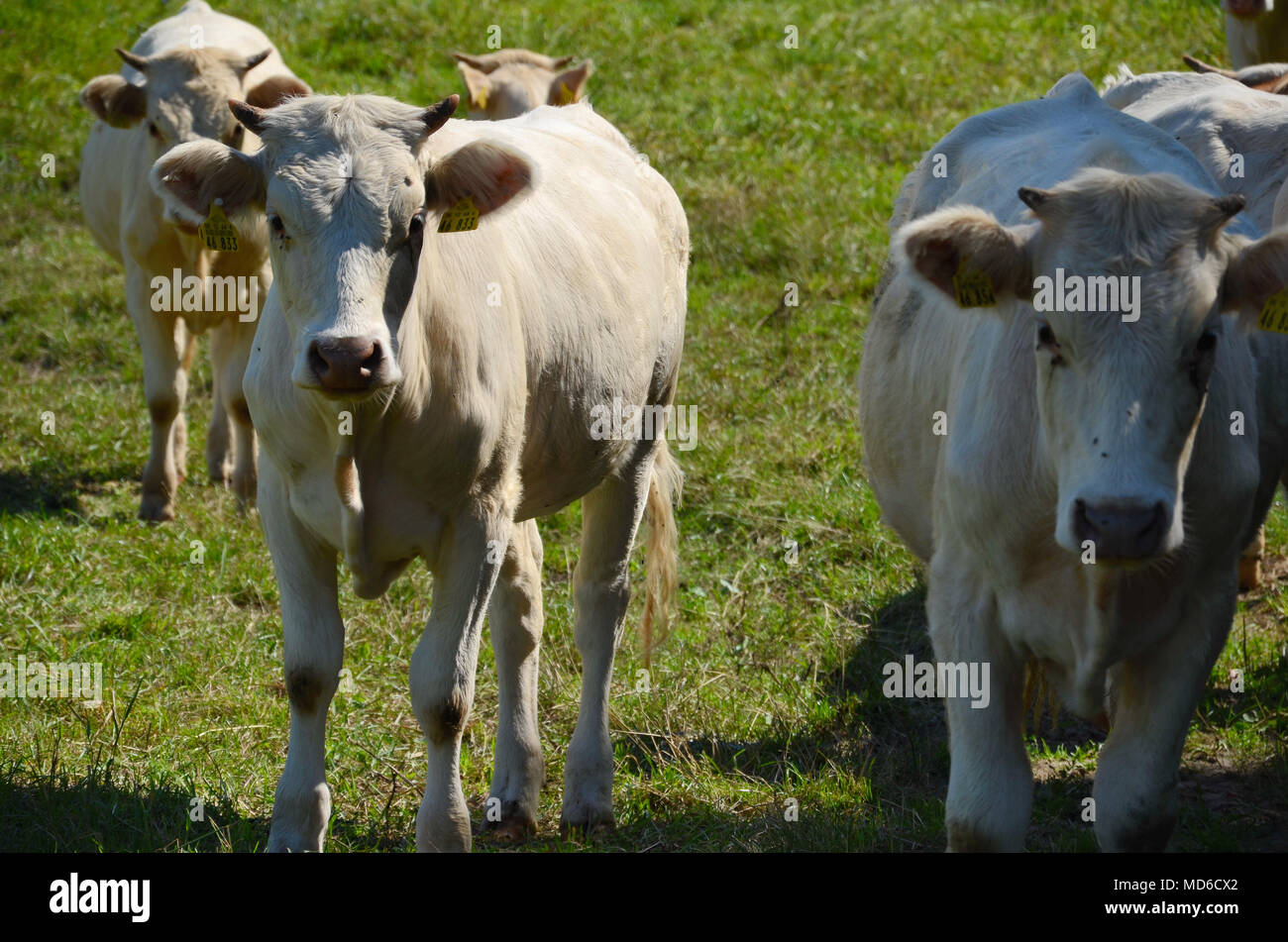 Pasture meadow hi-res stock photography and images - Alamy