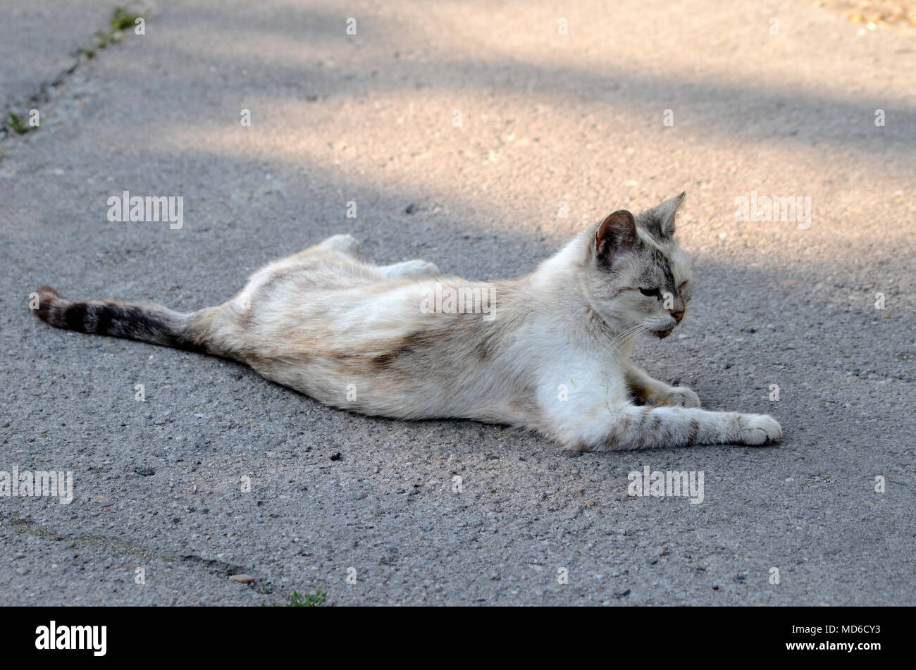 Homeless cat living in the city Stock Photo - Alamy