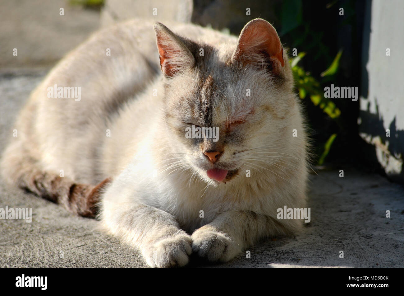 Homeless cat living in the city Stock Photo - Alamy