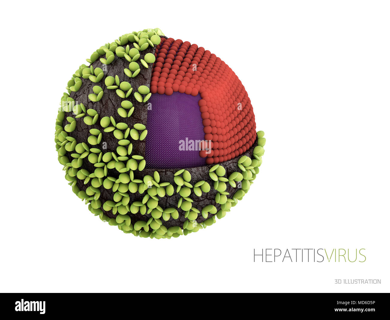 Hepatitis B Virus Diagram