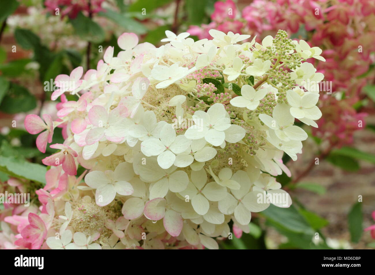 Hydrangea paniculata diamant rouge ® hi-res stock photography and ...
