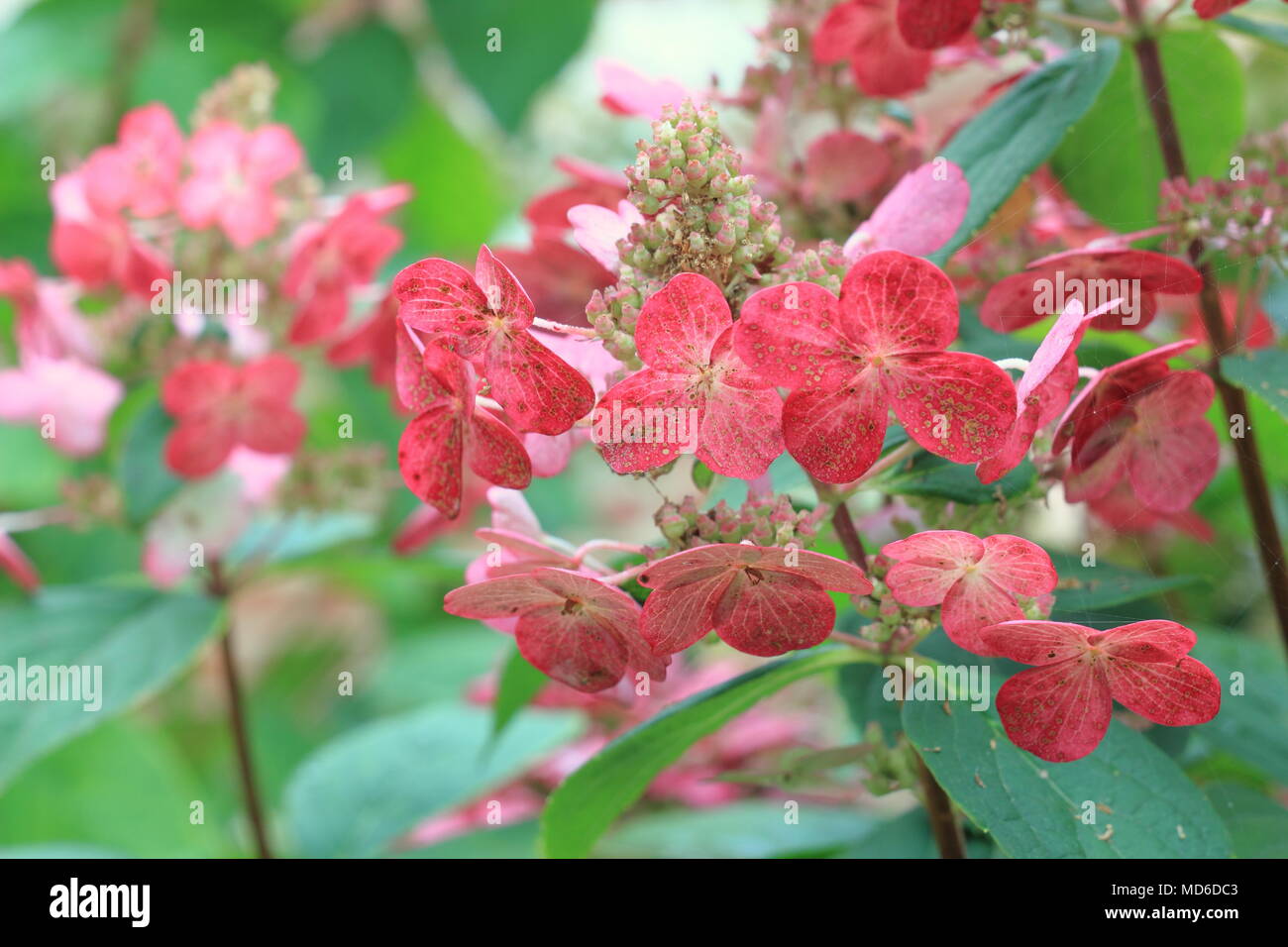 Hydrangea paniculata magical fire hi-res stock photography and images ...