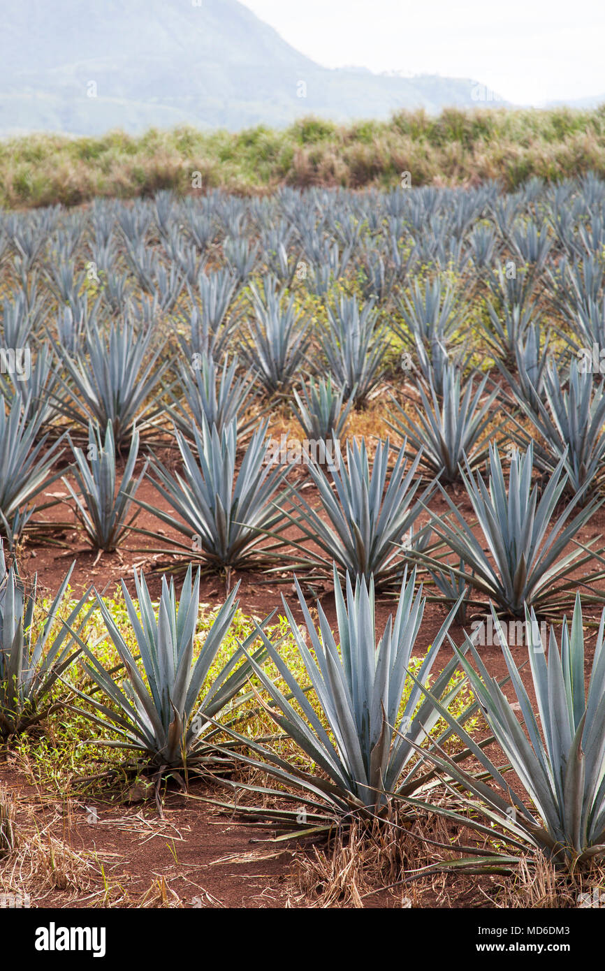 Agave field hi-res stock photography and images - Alamy
