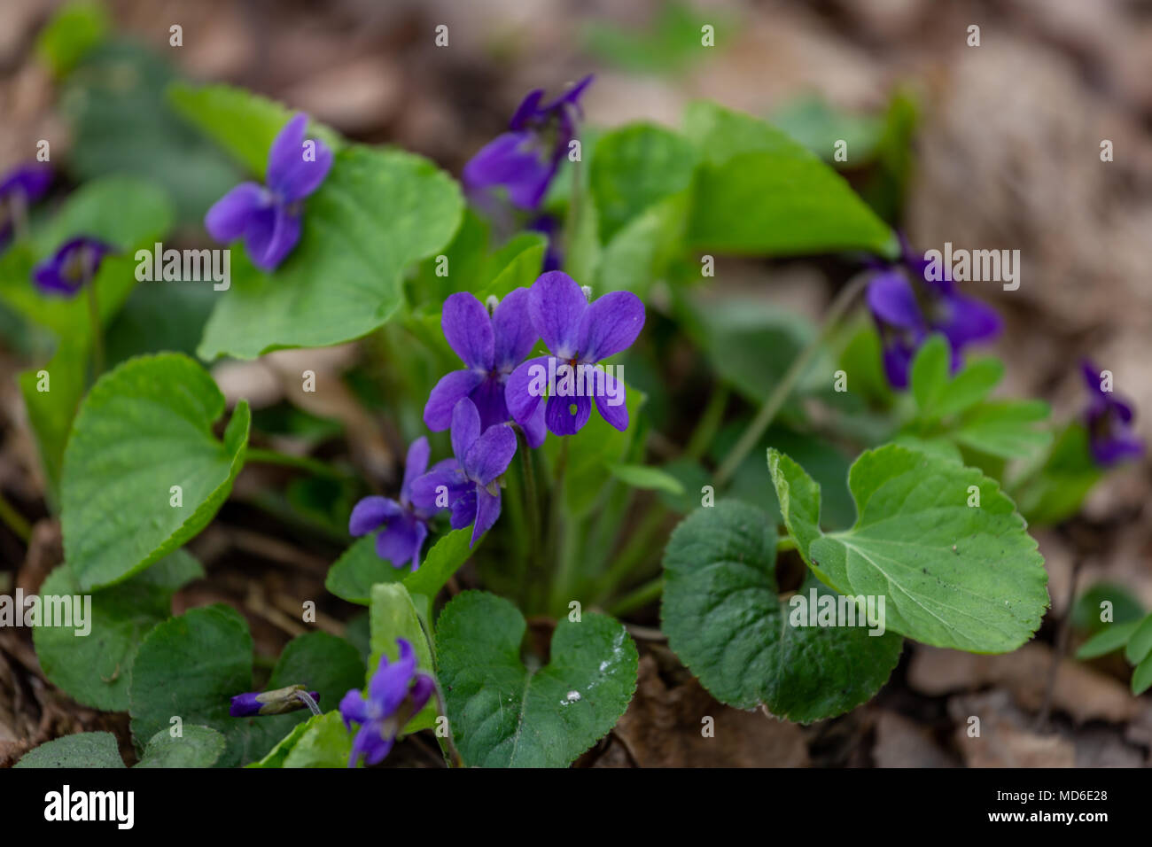 Spring flower in the forest, early spring. Herbaceous perennial plant ...