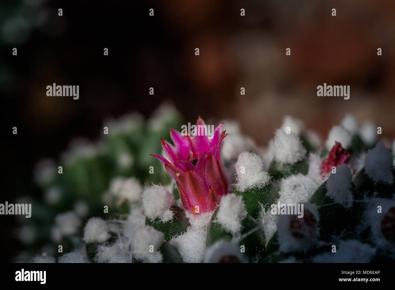 pink cactus flowers. The cactus green nature in the botanical garden ...