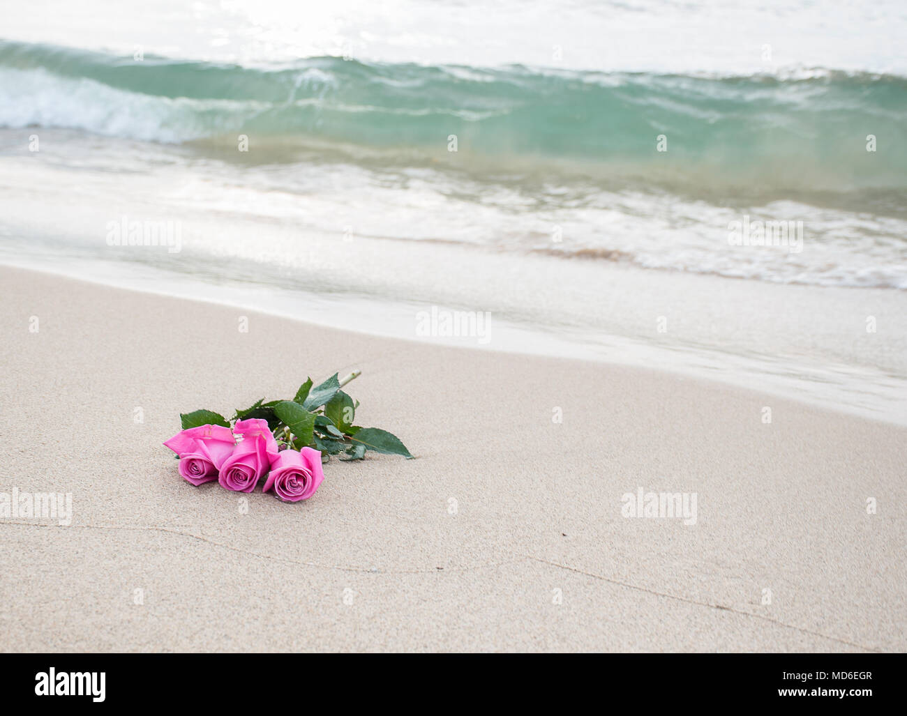 pink rose bouquet on beach sand with wave background Stock Photo - Alamy