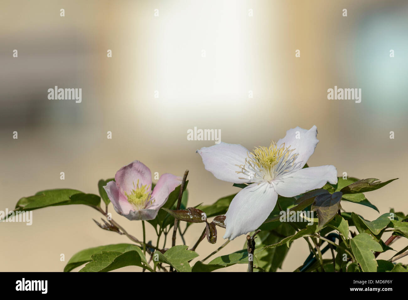 False orange tree (Philadelphus coronarius). White flowers, in the ...