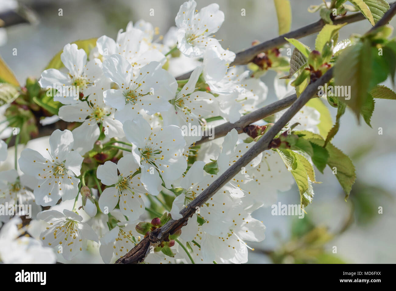 Blooming beautiful snow-white cherry on a spring day close-up ...