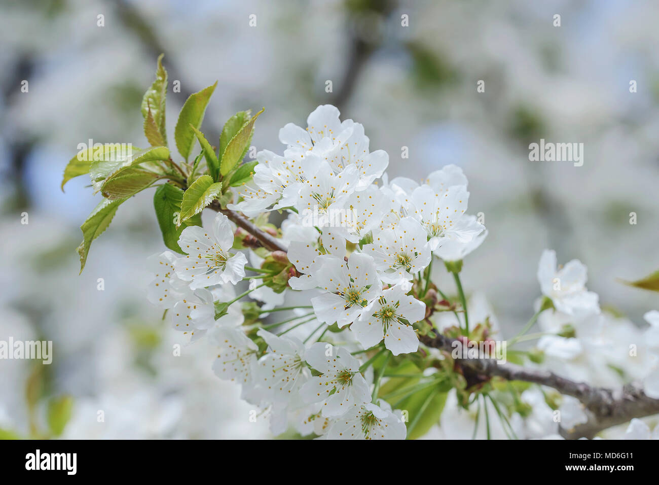 Blooming beautiful snow-white cherry on a spring day close-up ...