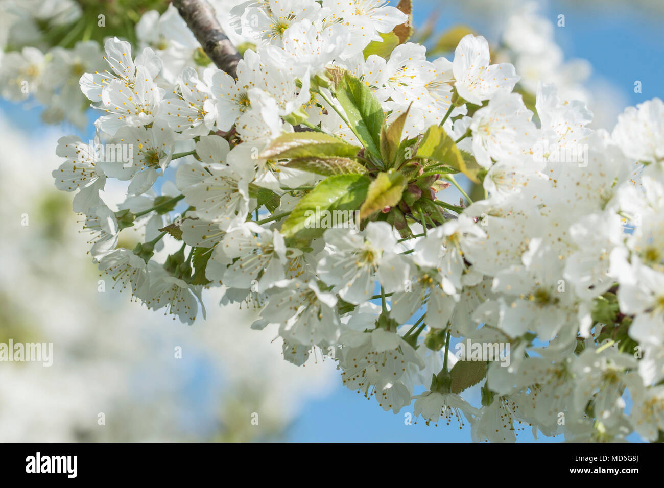Blooming beautiful snow-white cherry on a spring day close-up ...