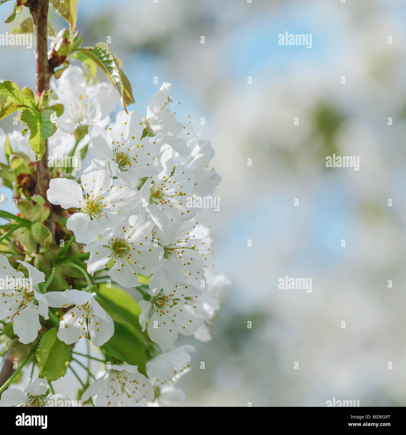 Blooming beautiful snow-white cherry on a spring day close-up ...