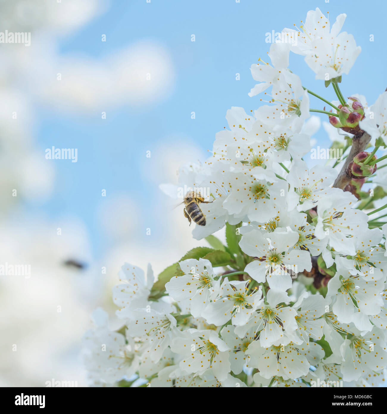 Blooming beautiful snow-white cherry on a spring day close-up ...