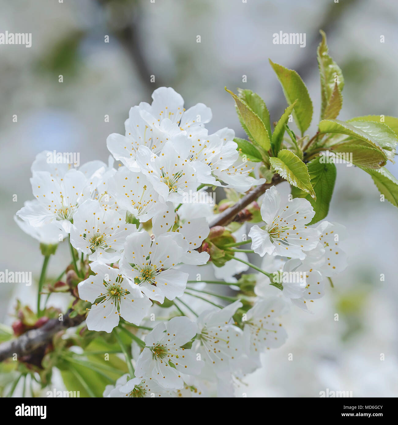 Blooming beautiful snow-white cherry on a spring day close-up ...