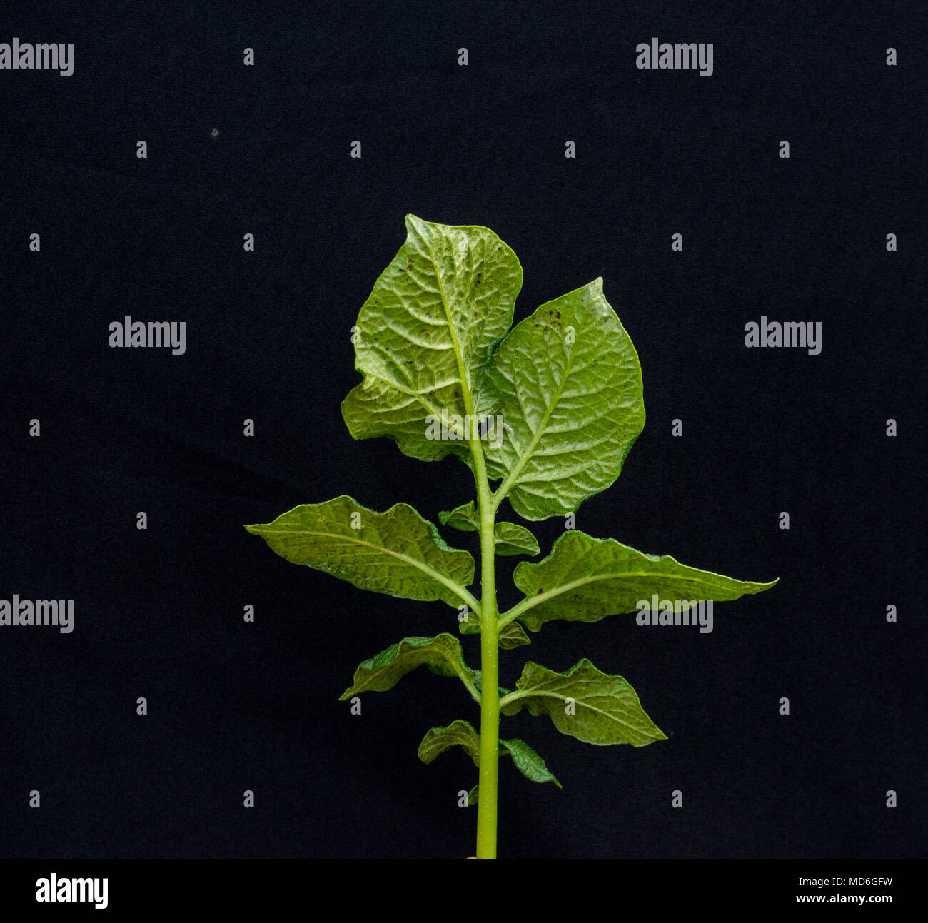 LAM DONG - VIETNAM: THE LEAF OF POTATO AT BLACK BACKGROUND SOME LEAF ...