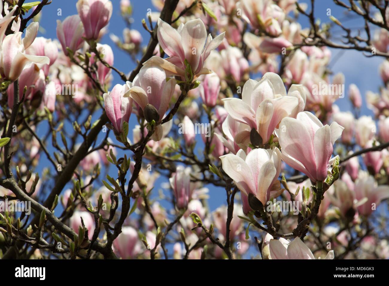 Magnolia tree in bloom hi-res stock photography and images - Alamy