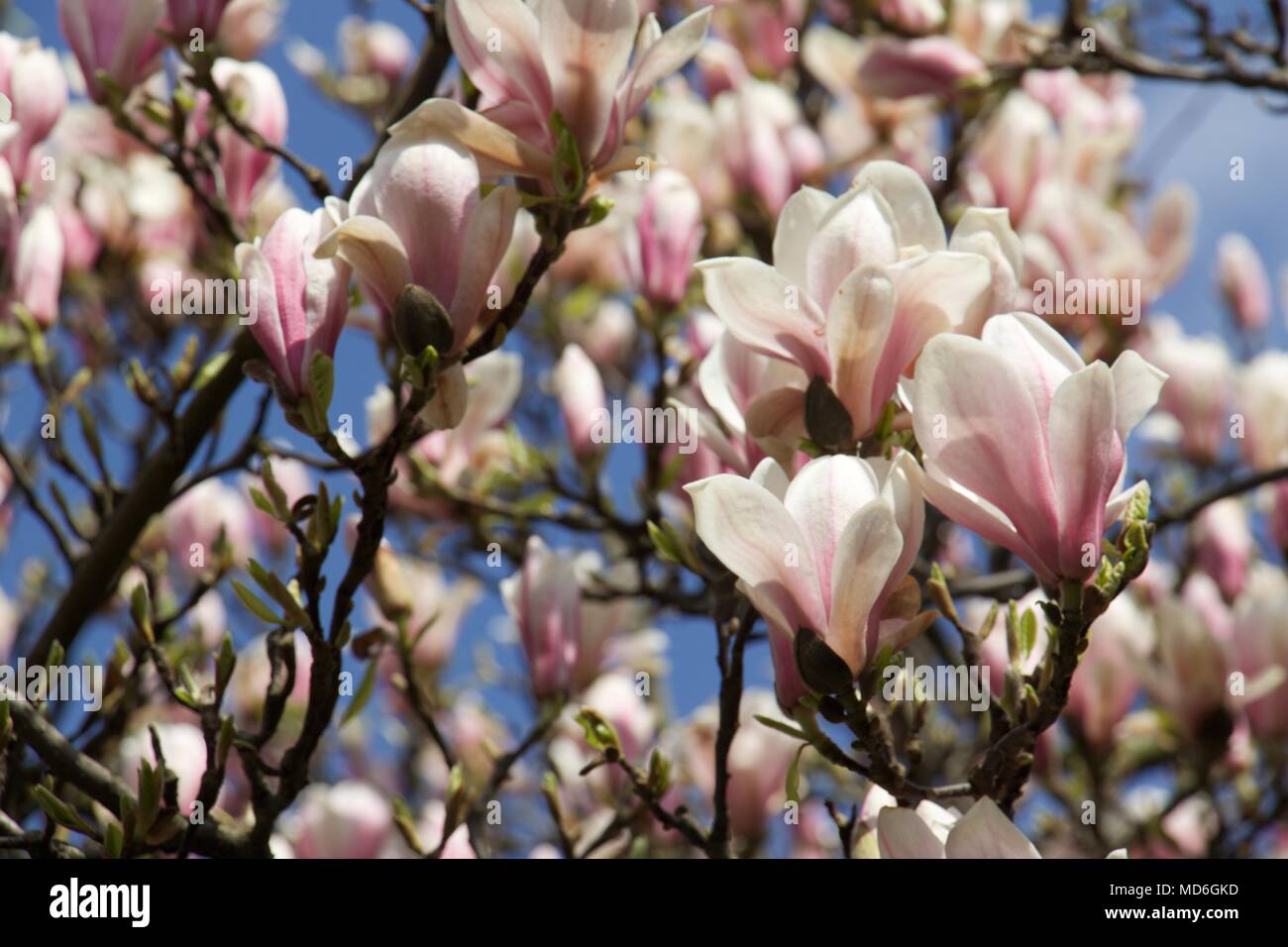 Magnolia tree in bloom hi-res stock photography and images - Alamy