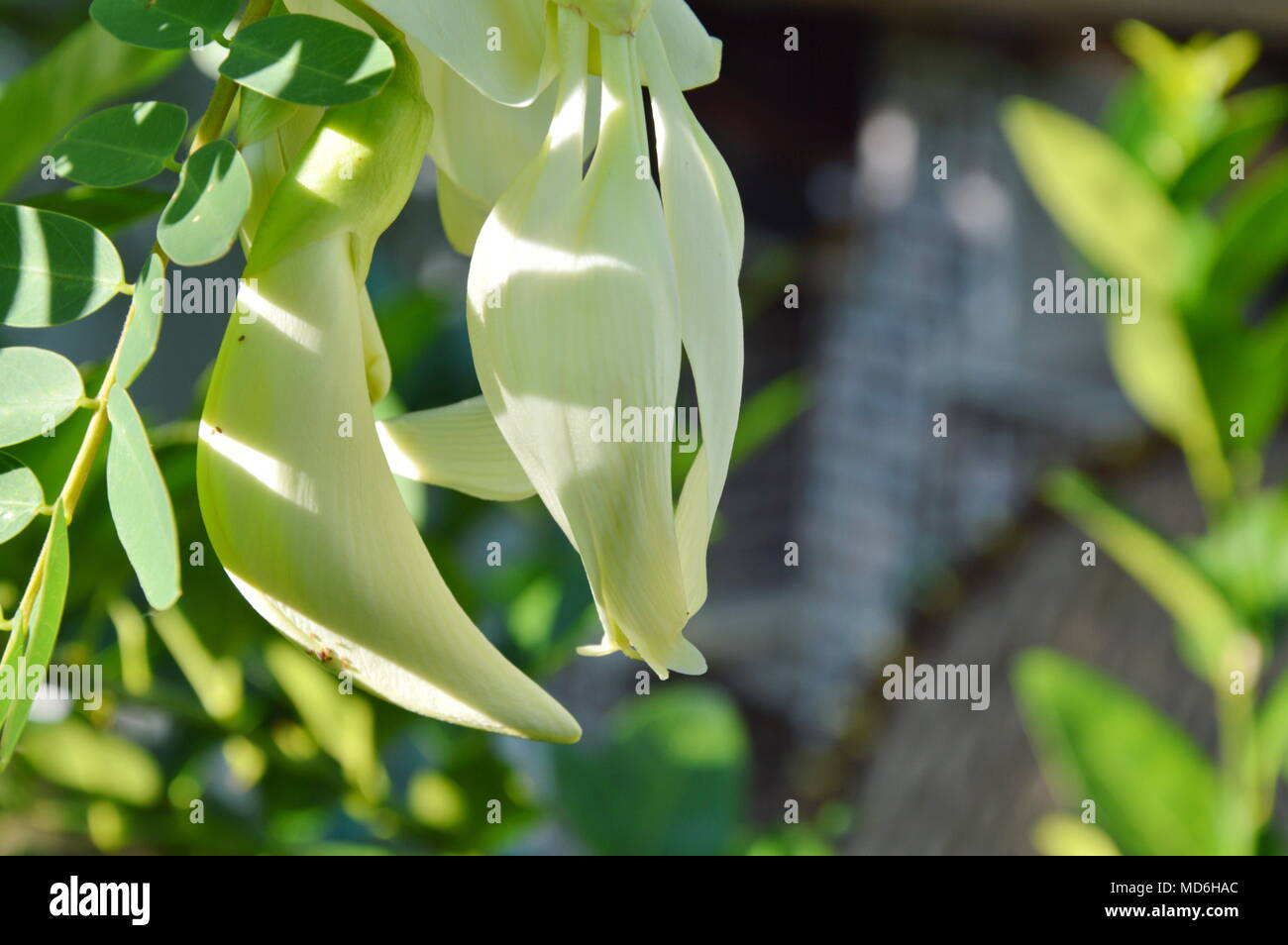 Agasta hi-res stock photography and images - Alamy