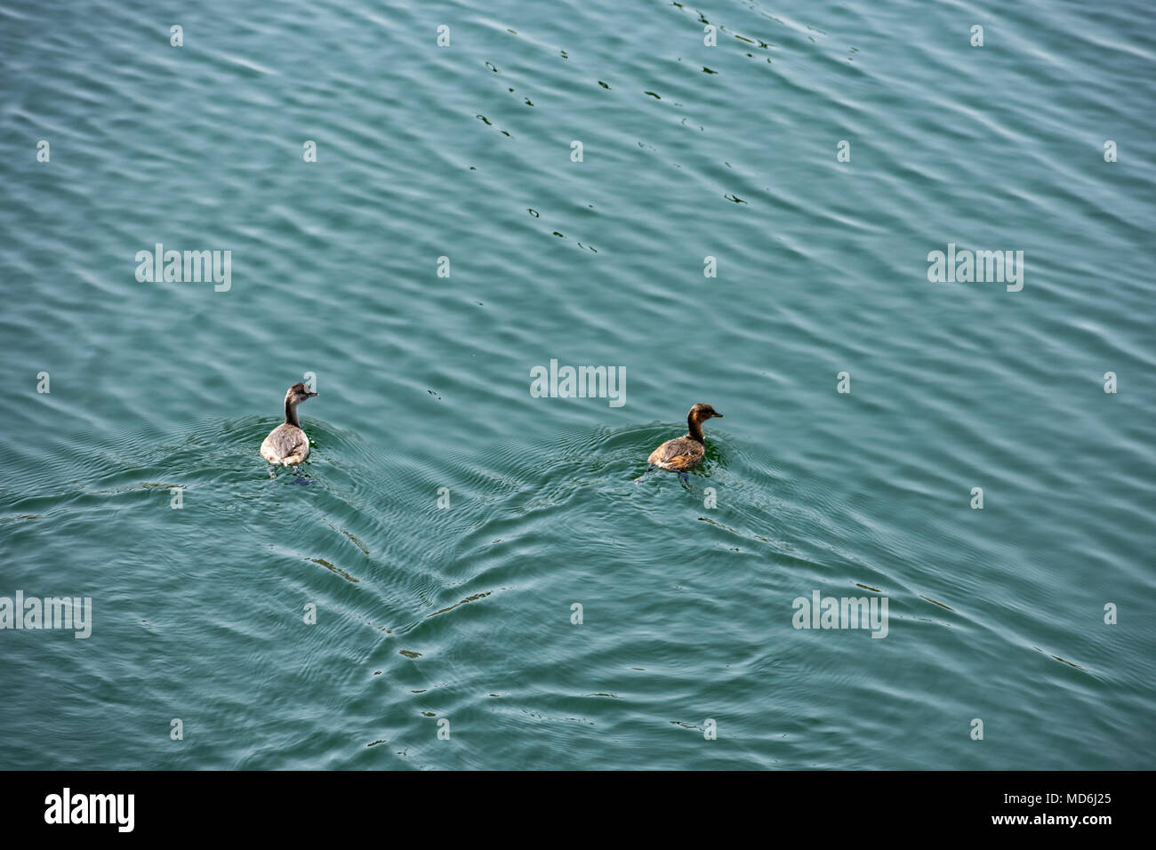 A small duck swimming & playing in a water reservoir looking beautiful ...