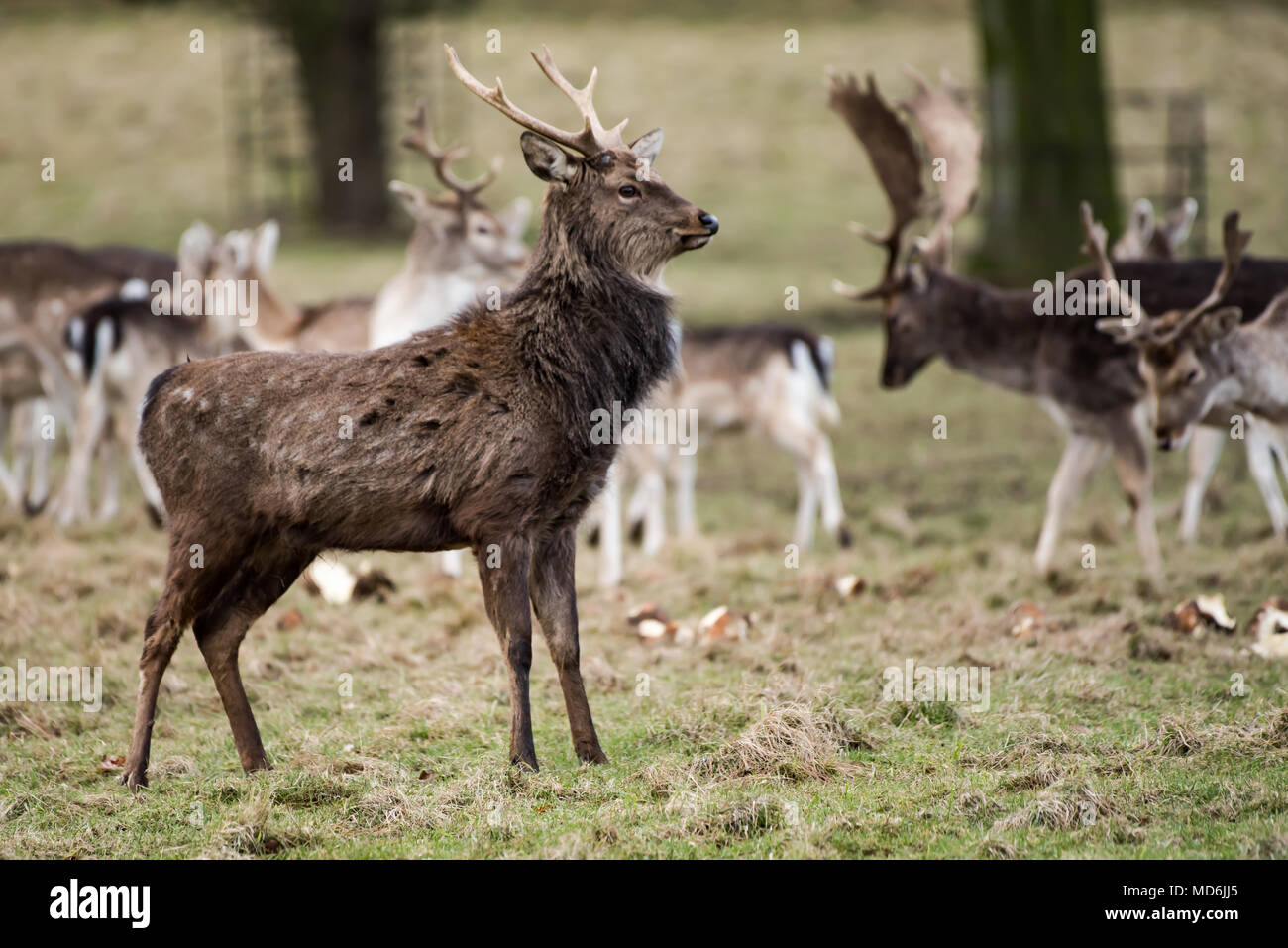 Dear stag in nature hi-res stock photography and images - Alamy