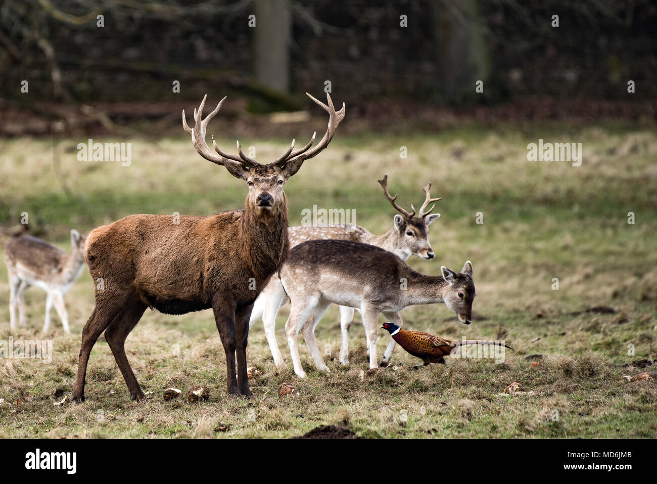 Male stag with female and pheasant Stock Photo - Alamy