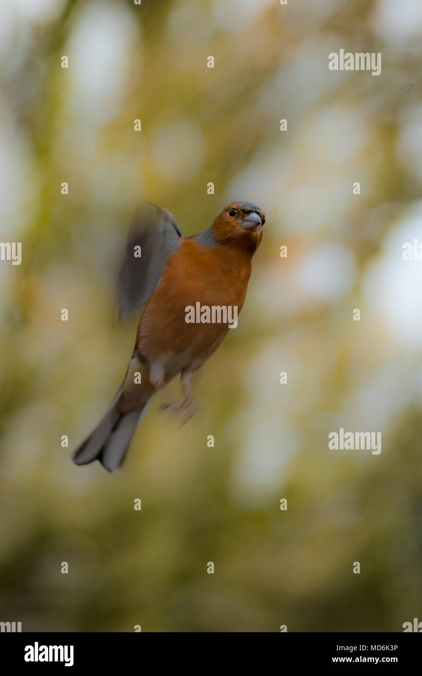Small bird in flight with wing blur Stock Photo - Alamy