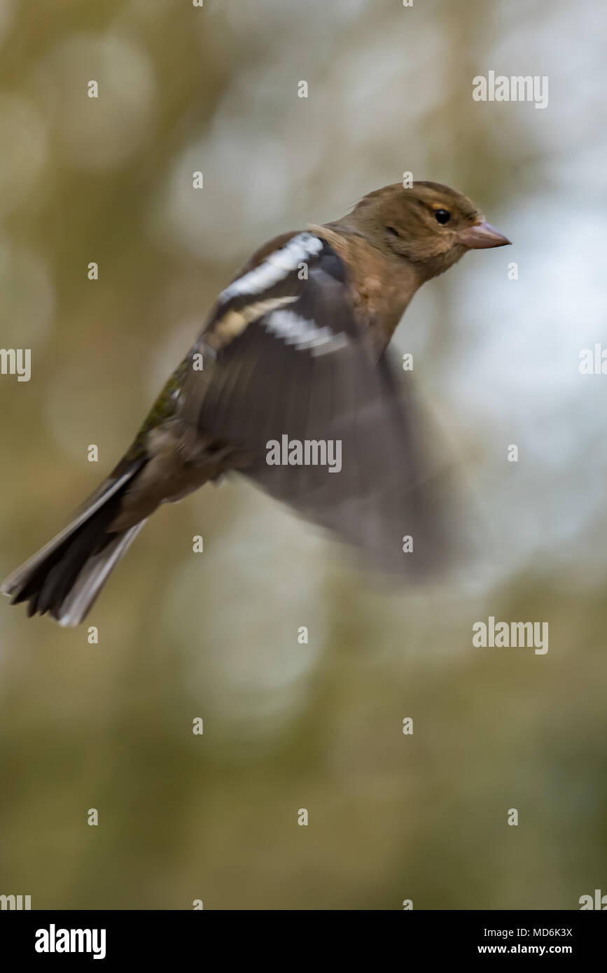 Mid air bird hi-res stock photography and images - Alamy