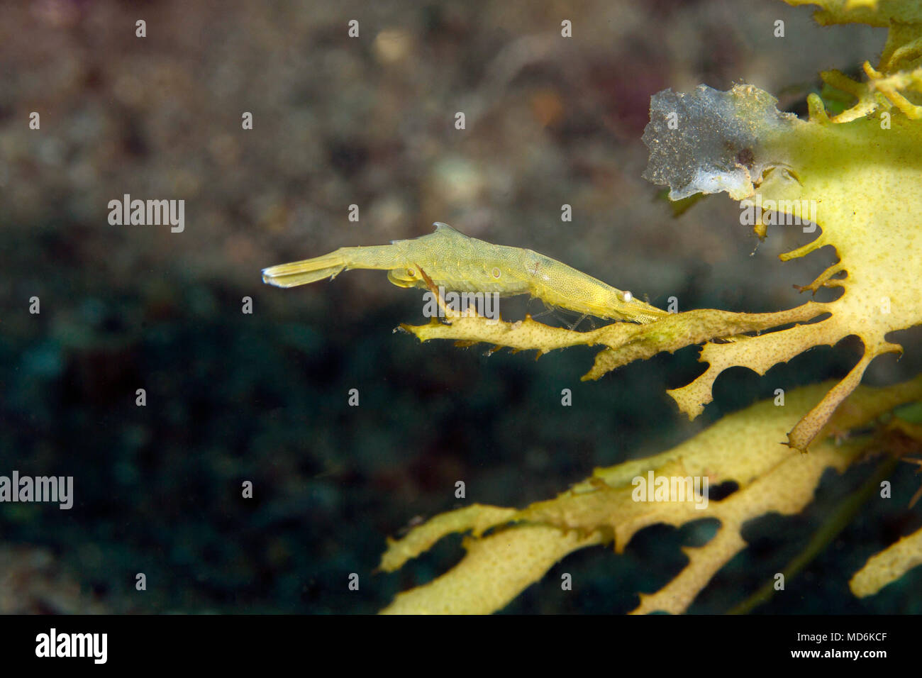 Ocellated Tozeuma Shrimp (Tozeuma lanceolatum) with eggs. Picture was ...