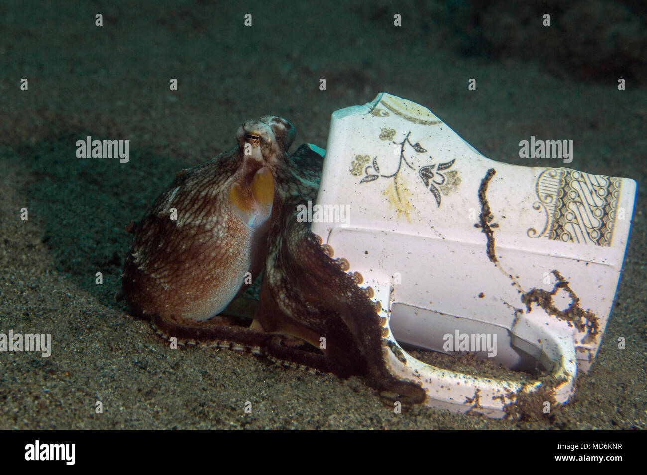 Coconut octopus (Amphioctopus marginatus). Picture was taken in the ...