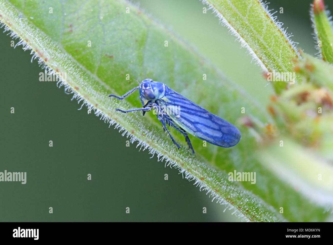 Hopper feeder hi-res stock photography and images - Alamy