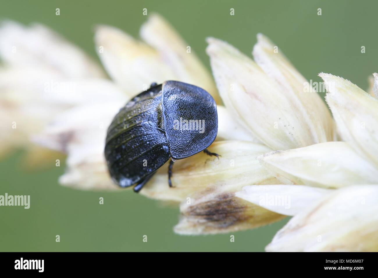 Black snail beetle hi-res stock photography and images - Alamy
