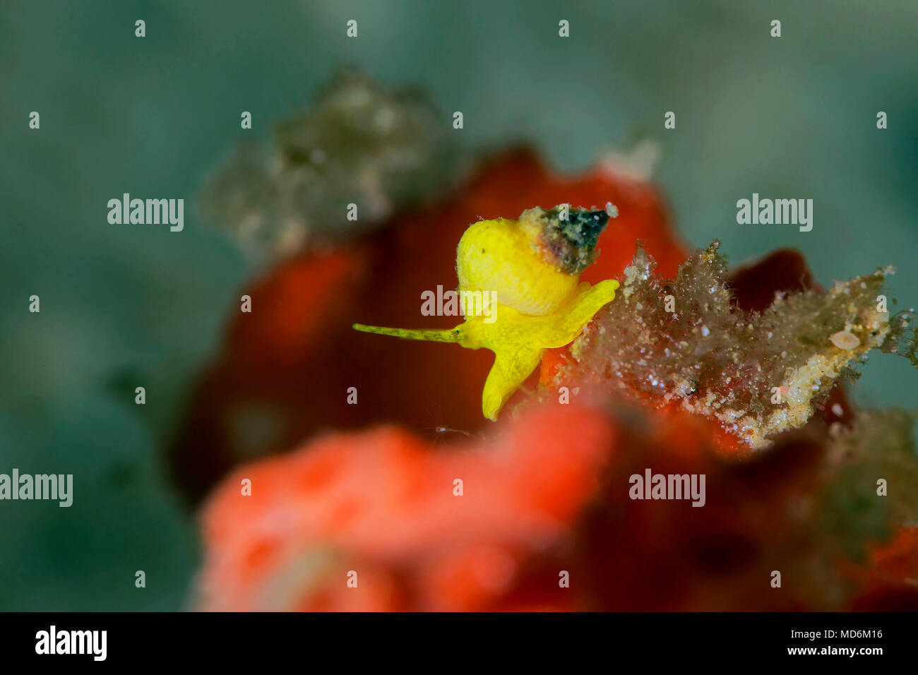 Yellow sea snail (Epidendrium billeeanum). Picture was taken in the ...