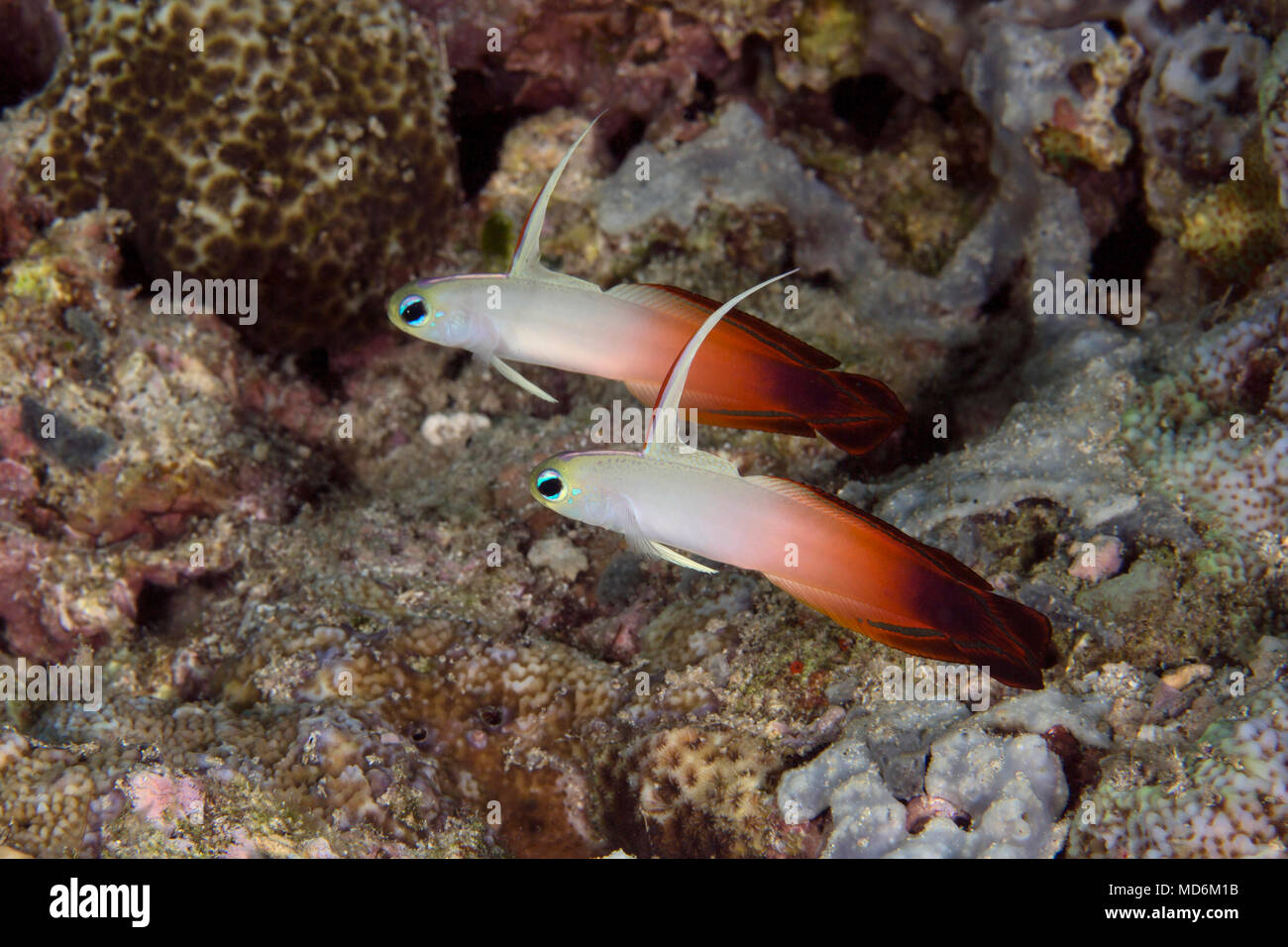 Fire Goby (Nemateleotris magnifica). Picture was taken in the Banda sea ...